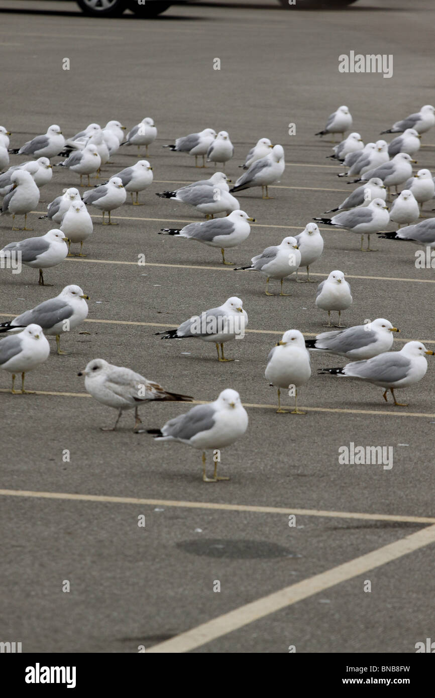 Bill bird hi-res stock photography and images - Alamy
