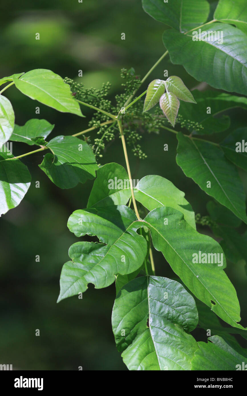 poison ivy toxic plant Stock Photo - Alamy