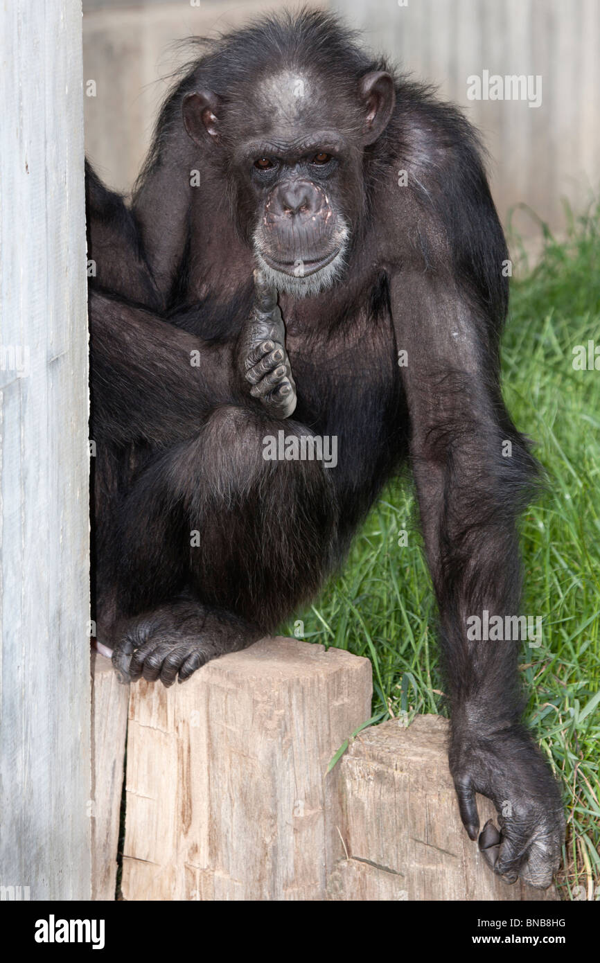 a chimp in the zoo chimpanzee Stock Photo - Alamy