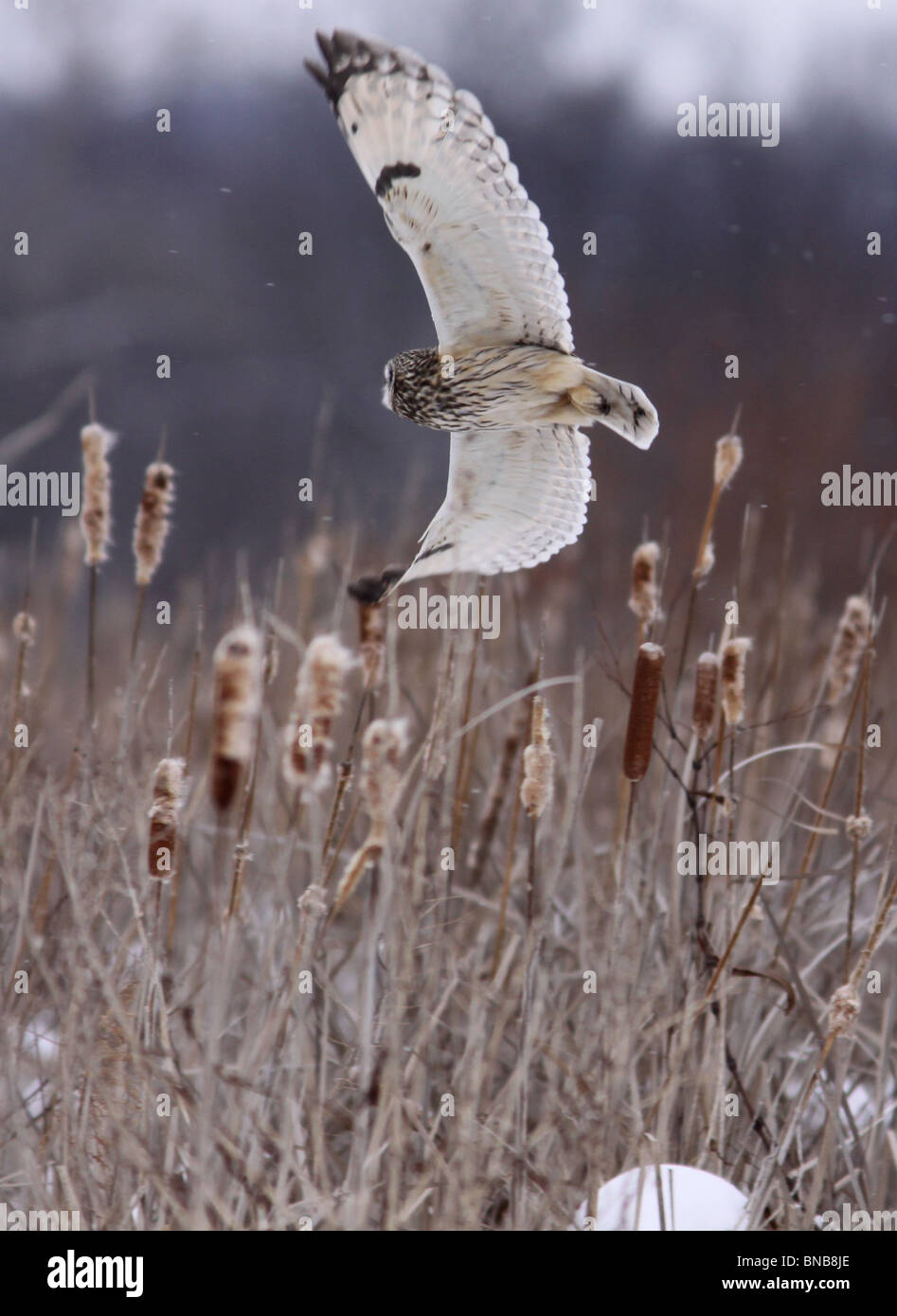 Bird flying marsh wetland hi-res stock photography and images - Alamy