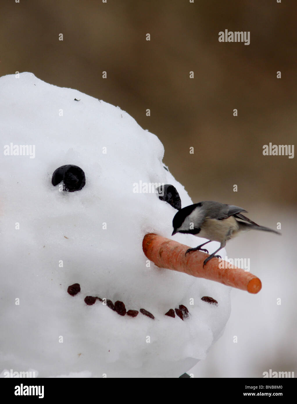 Chickadee snow hi-res stock photography and images - Alamy