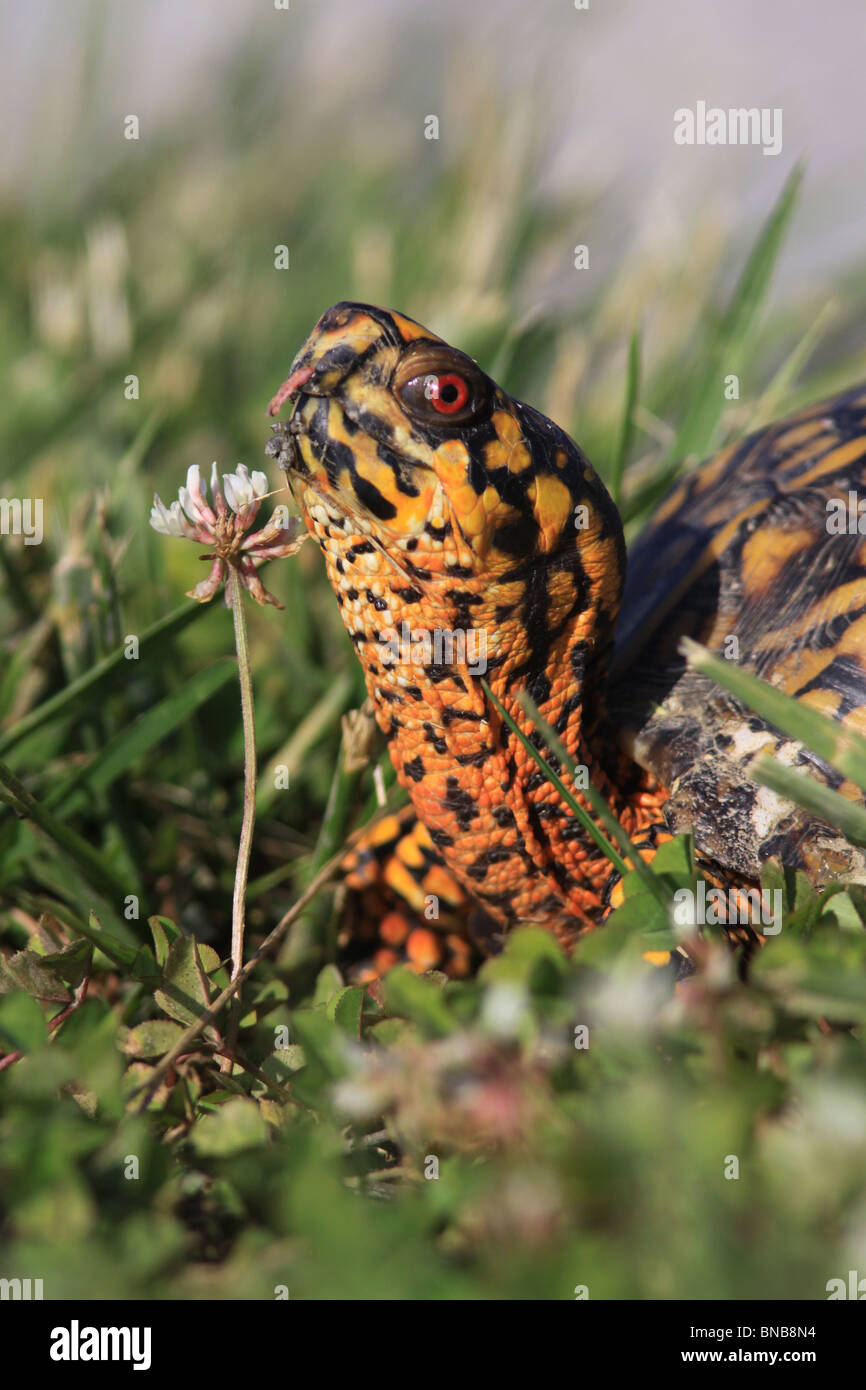 Eastern box turtle hi-res stock photography and images - Alamy