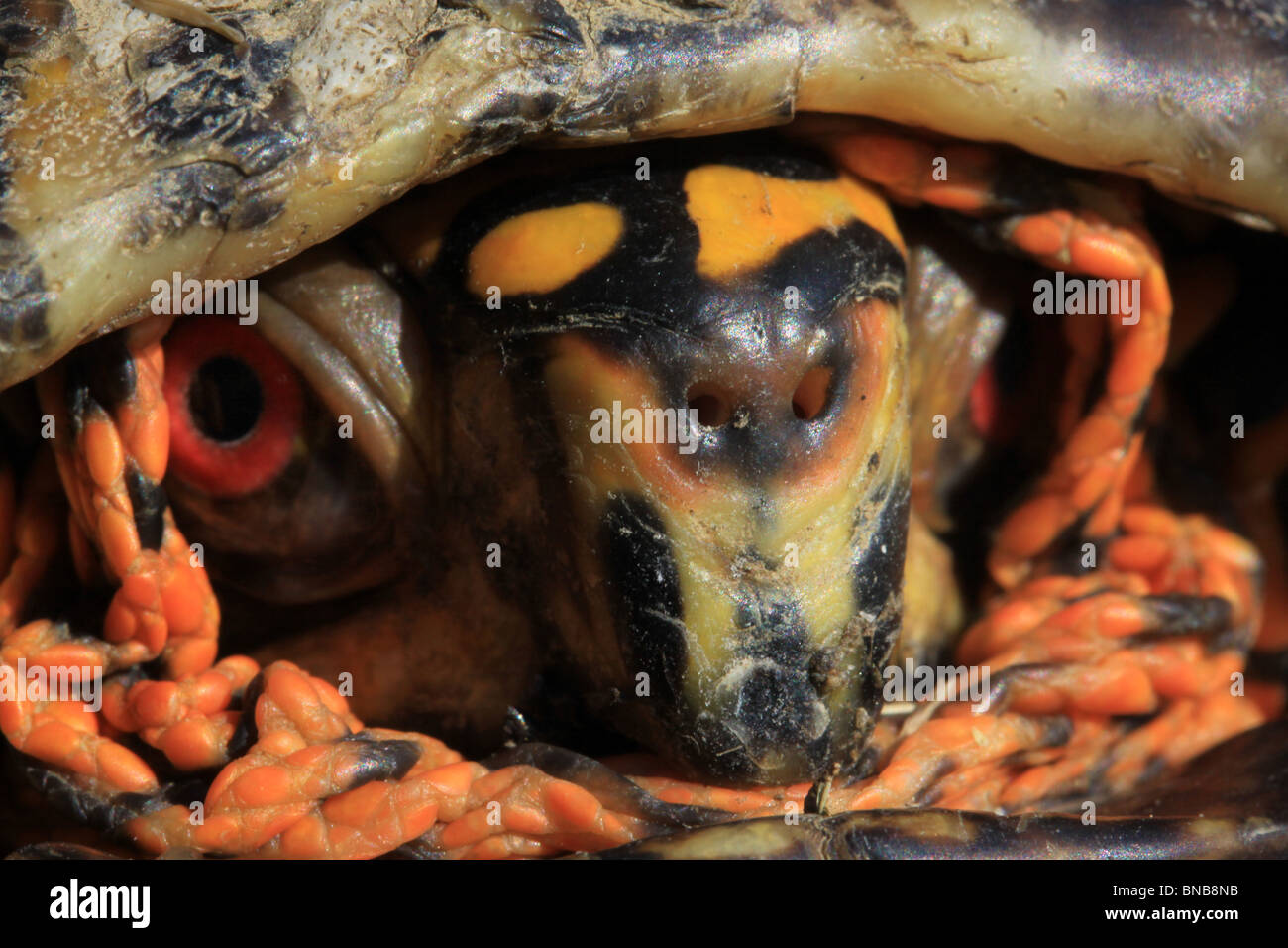 Eastern box turtle inside shell face close up Stock Photo - Alamy