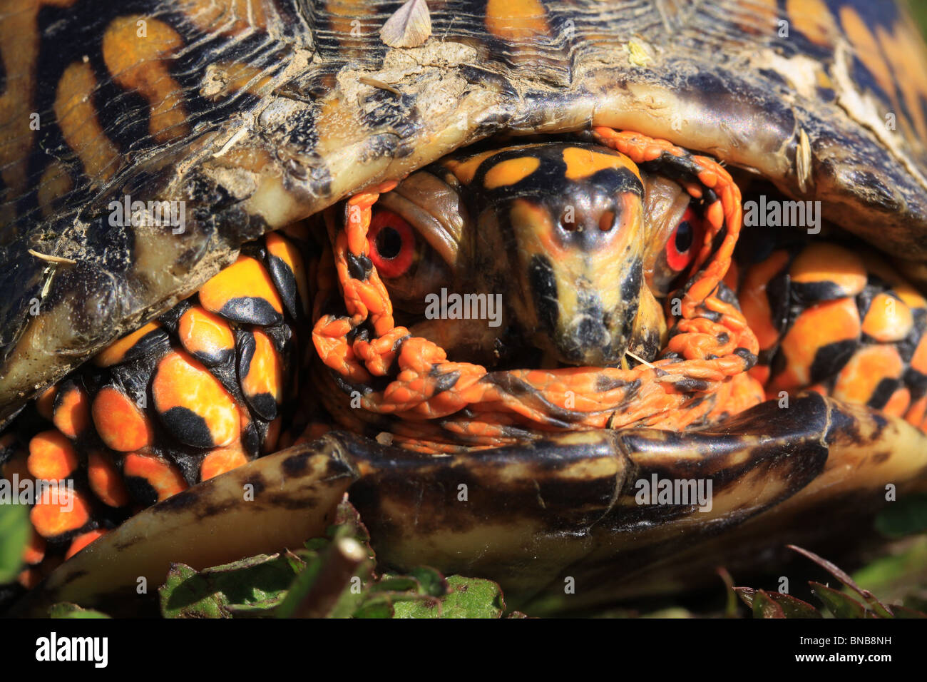 Eastern box turtle hi-res stock photography and images - Alamy