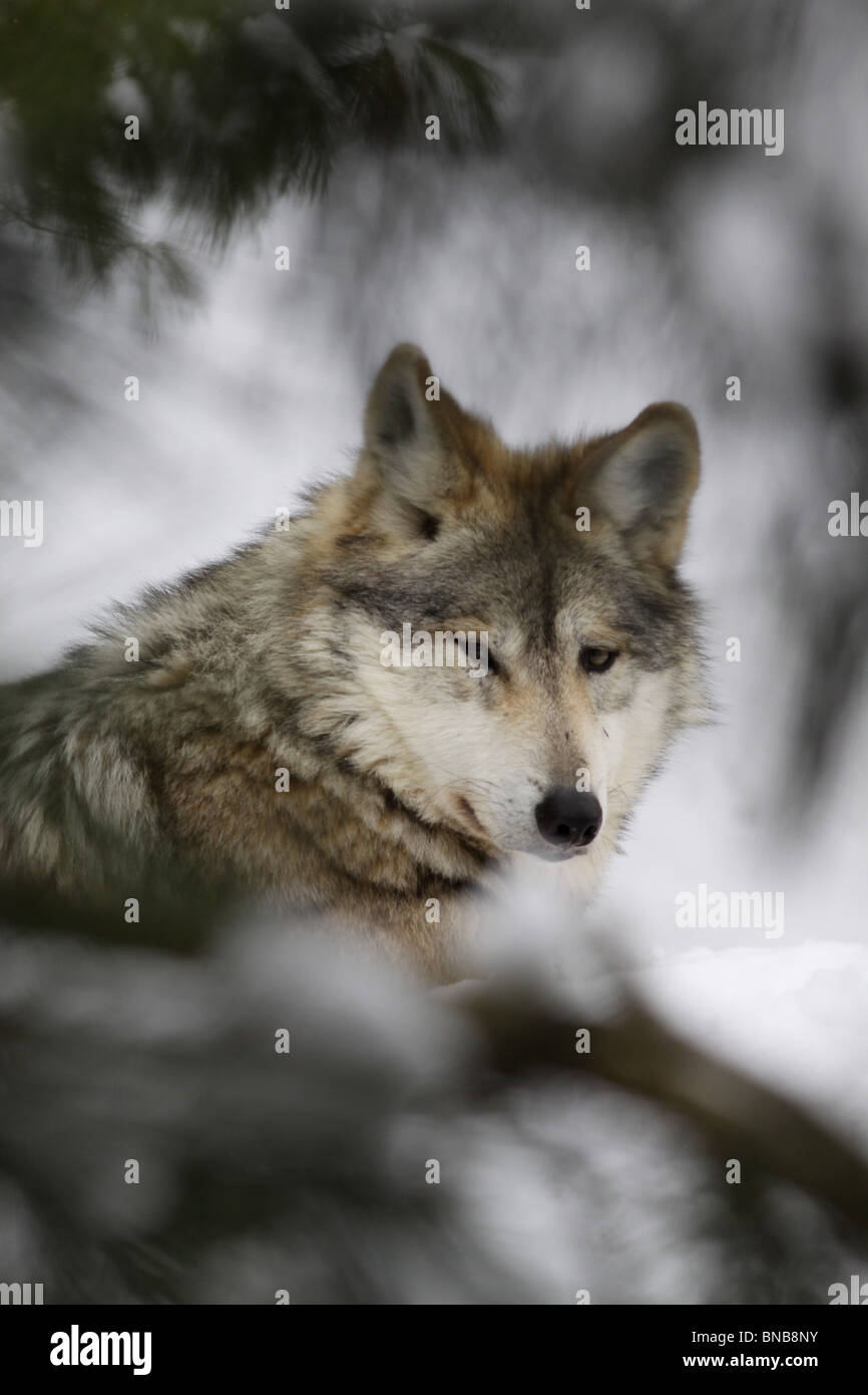 Mexican wolf gray wolf subspecies captive breeding Stock Photo - Alamy