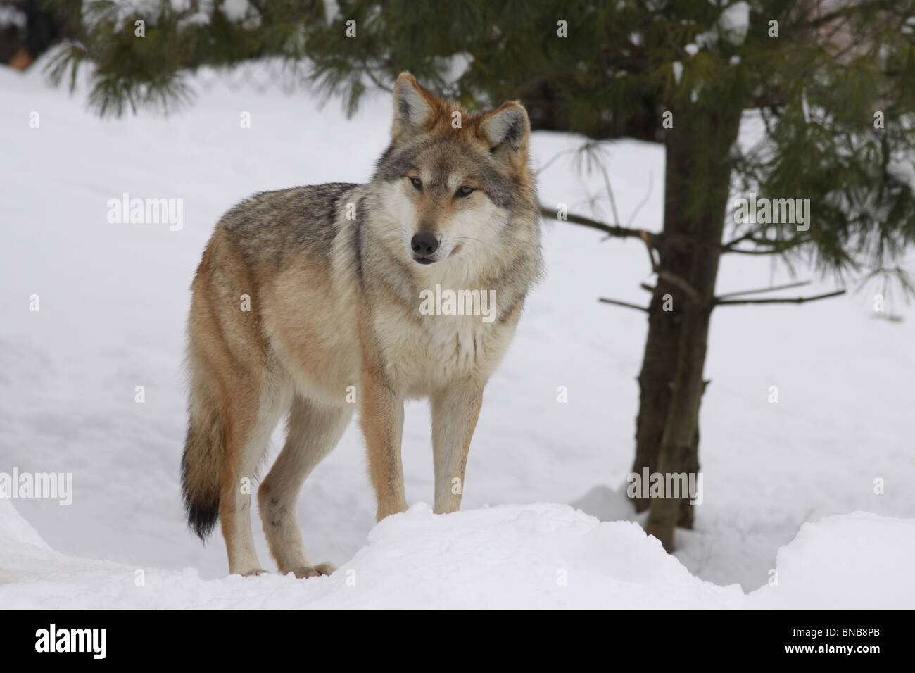 Mexican wolf gray wolf subspecies captive breeding Stock Photo - Alamy