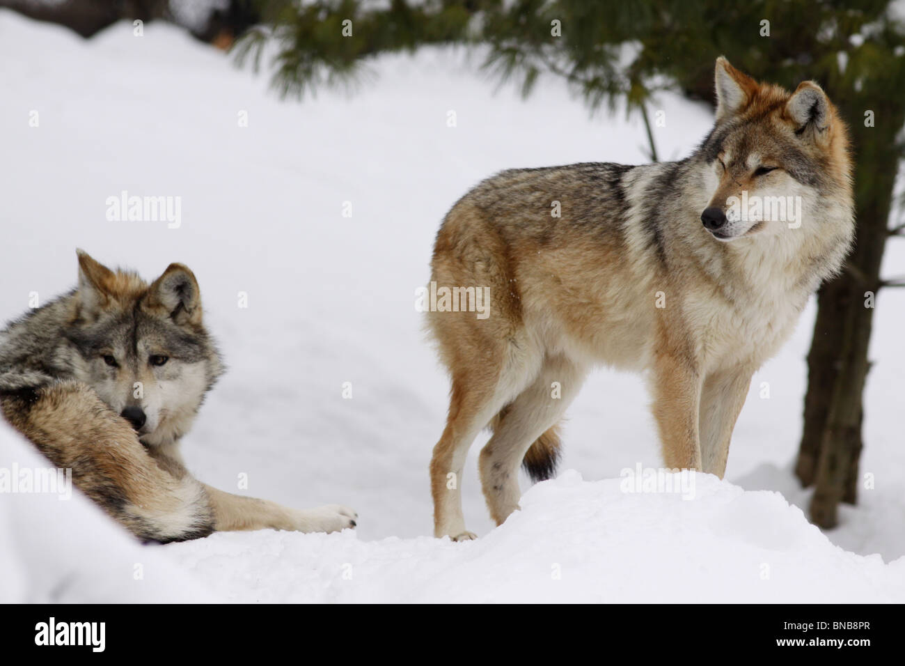 Mexican wolf gray pair subspecies captive breeding Stock Photo - Alamy