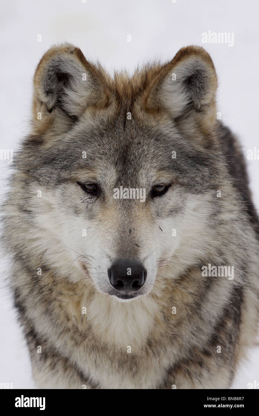 Mexican wolf gray wolf subspecies captive breeding Stock Photo - Alamy
