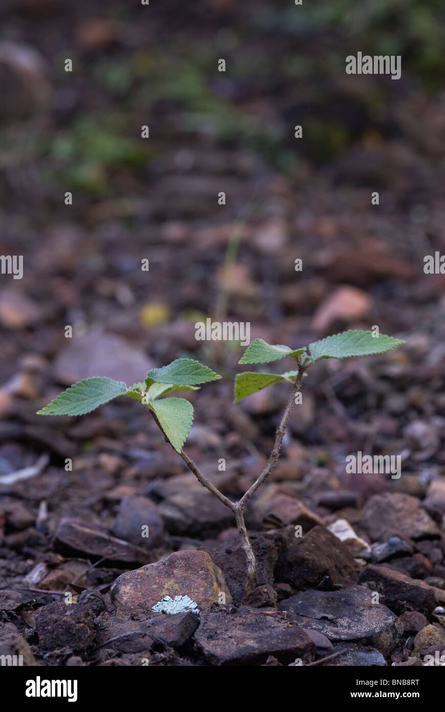 Plant sprouting rock hi-res stock photography and images - Alamy