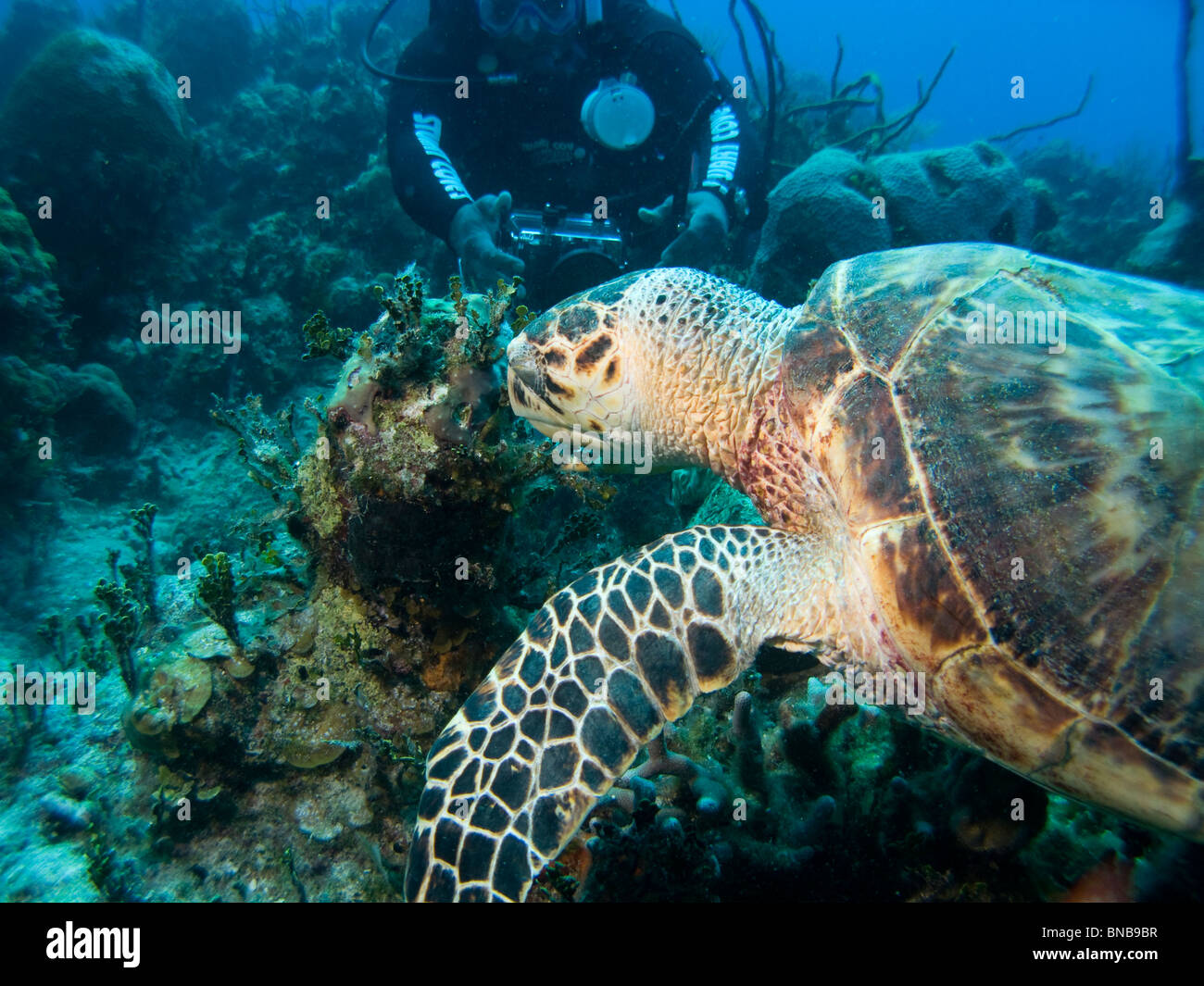 Hawksbill Turtle, Nassau, Bahamas Stock Photo - Alamy