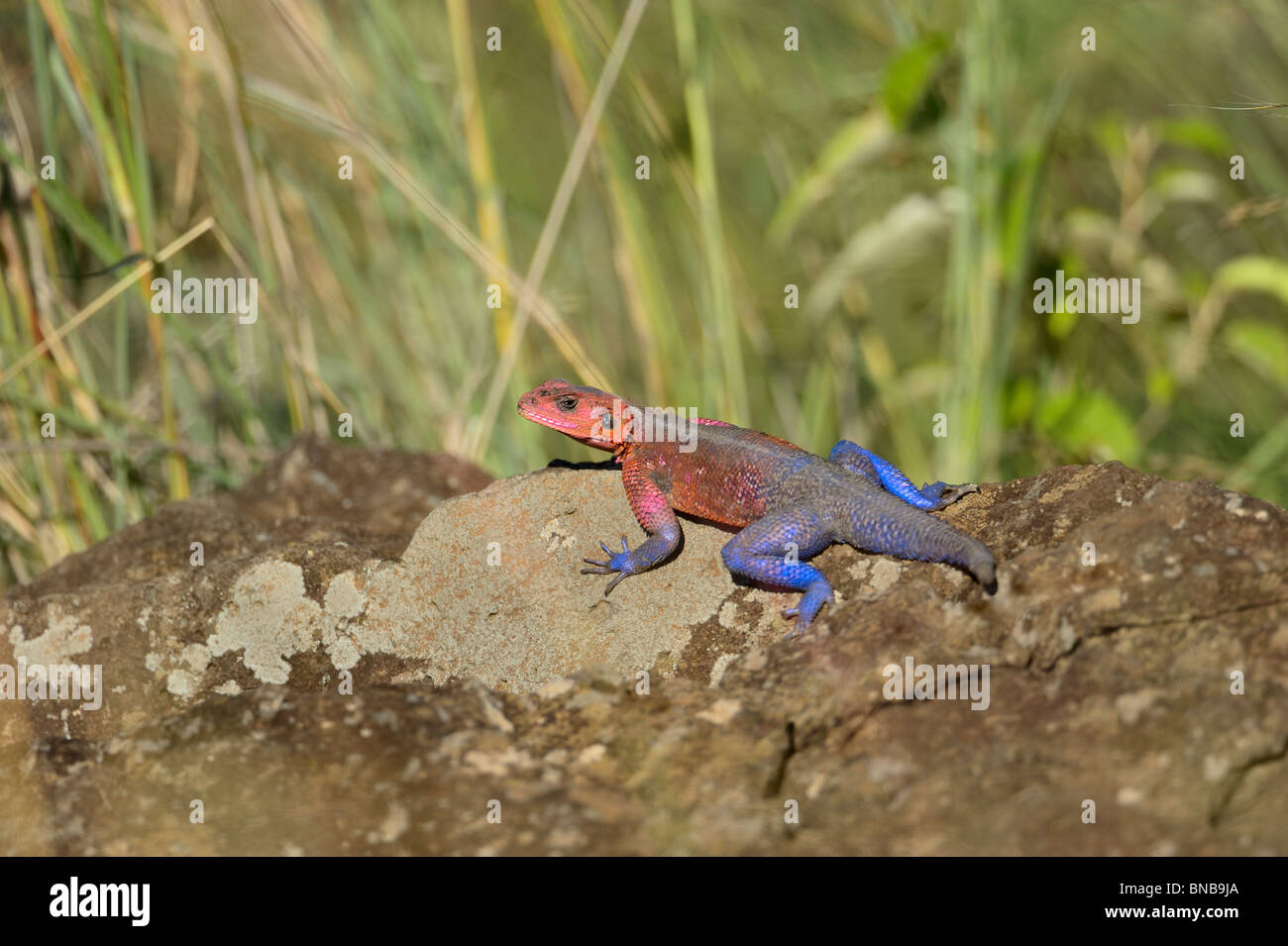 Common Agama Lizard, Agama agama, Masai Mara National Reserve, Kenya ...