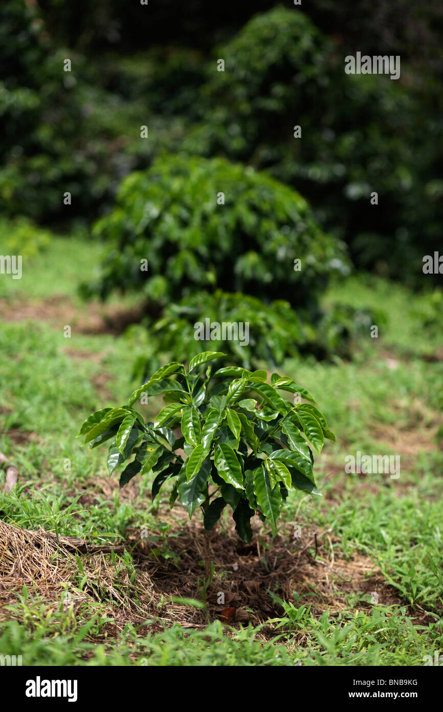 Coffee trees growing on a coffee plantation or farm in Guatemala Stock ...