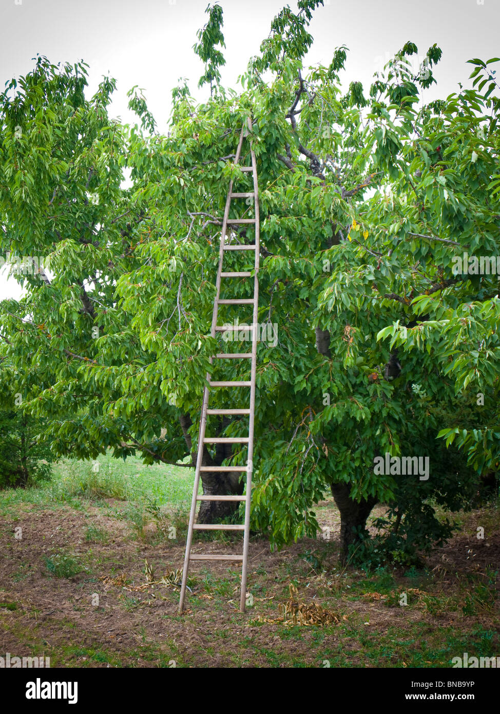 harvest time France ladder against tree Stock Photo - Alamy
