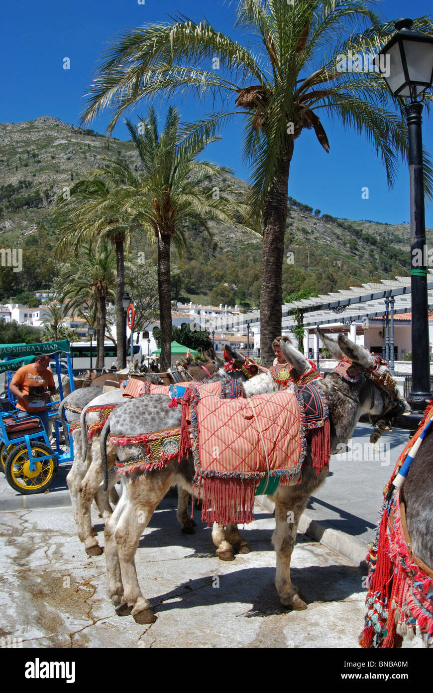 Burro blanco animal hi-res stock photography and images - Alamy