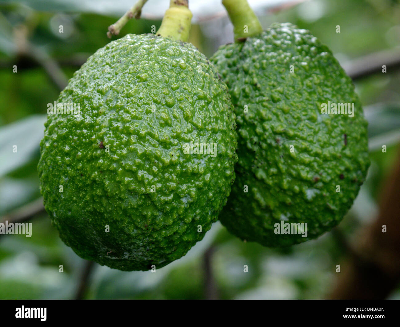 Native American And Planting Tree High Resolution Stock Photography and ...