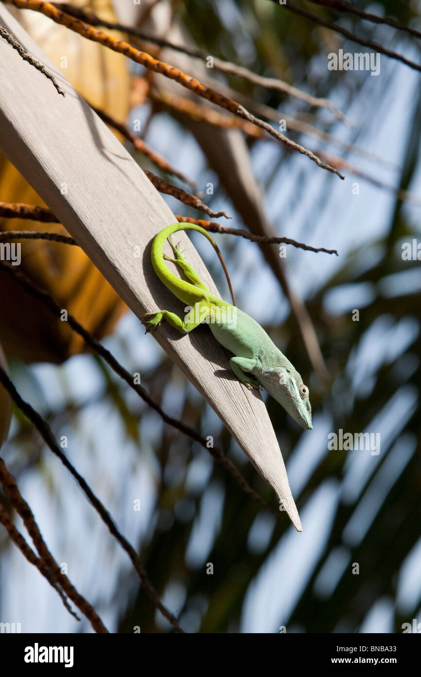 Green lizard on palm tree, not captive Stock Photo - Alamy