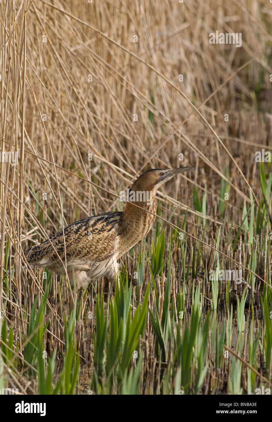 Bittern (Botaurus stellaris) emerging from reedbed Stock Photo - Alamy