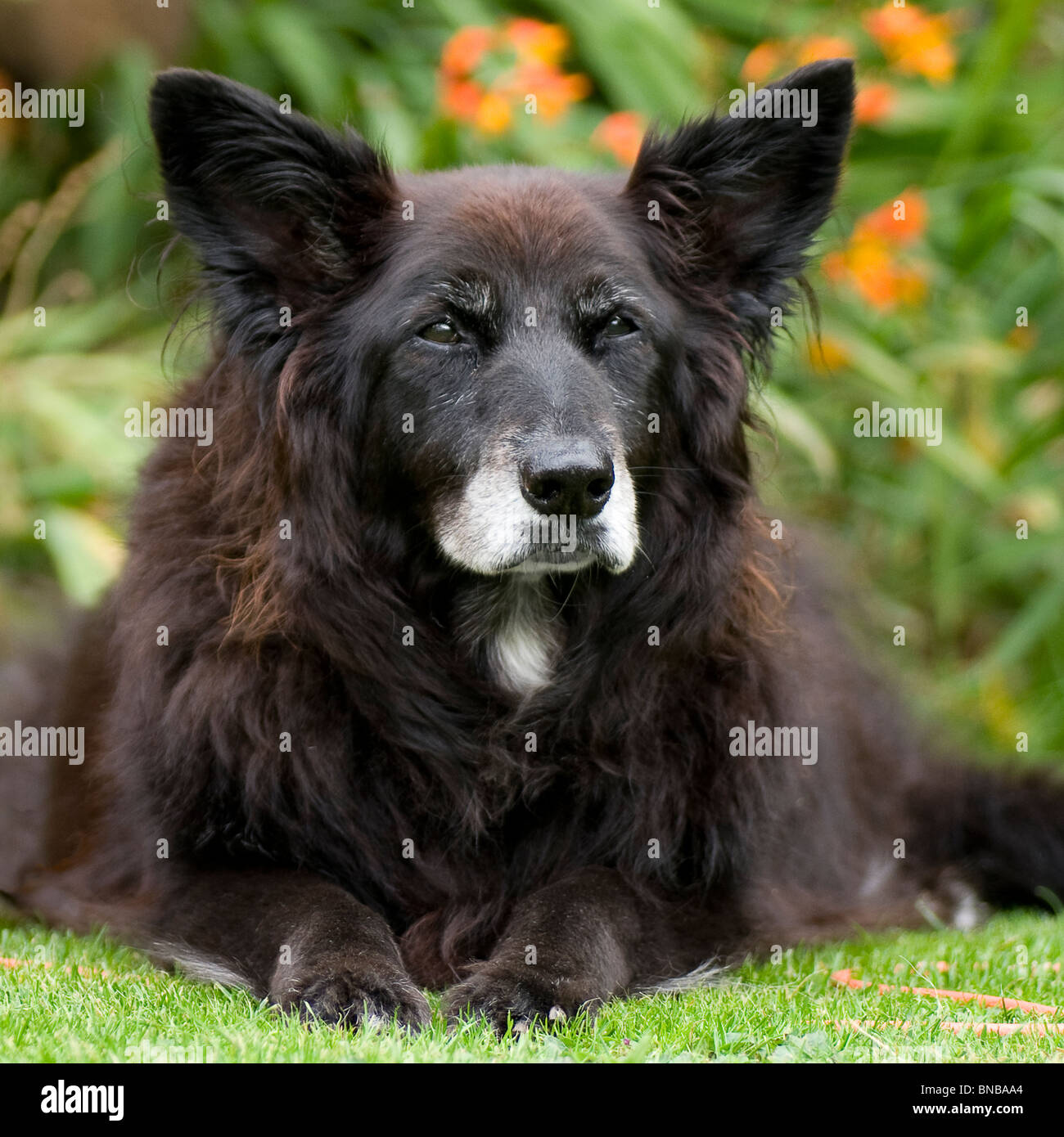 Alert black dog lying down in garden Stock Photo - Alamy