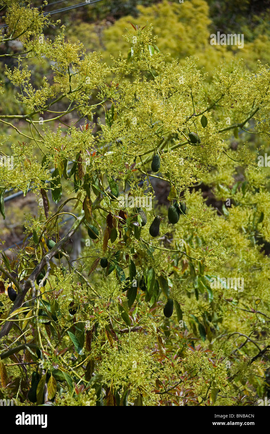 Green Avocados (Persea americana) aguacate or palta (spanish) on ...