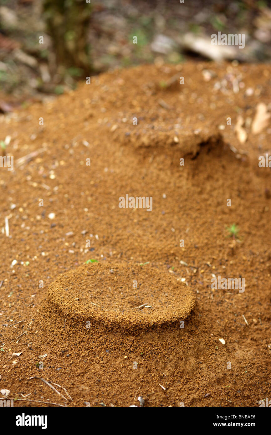 A nest made by leaf-cutter ants in Guatemala Stock Photo - Alamy