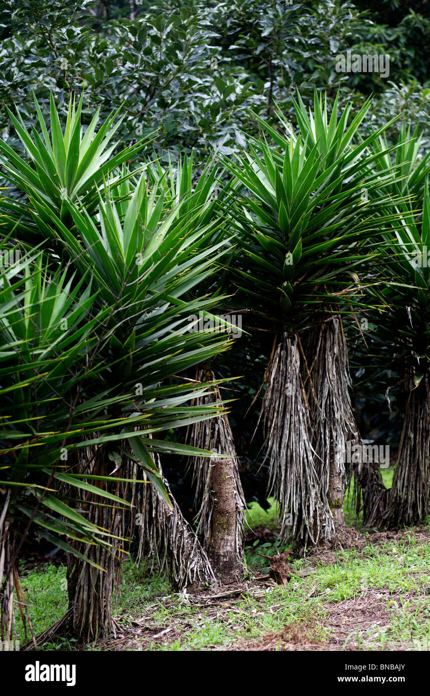 Yucca plants growing on a yucca plantation in Guatemala Stock Photo - Alamy