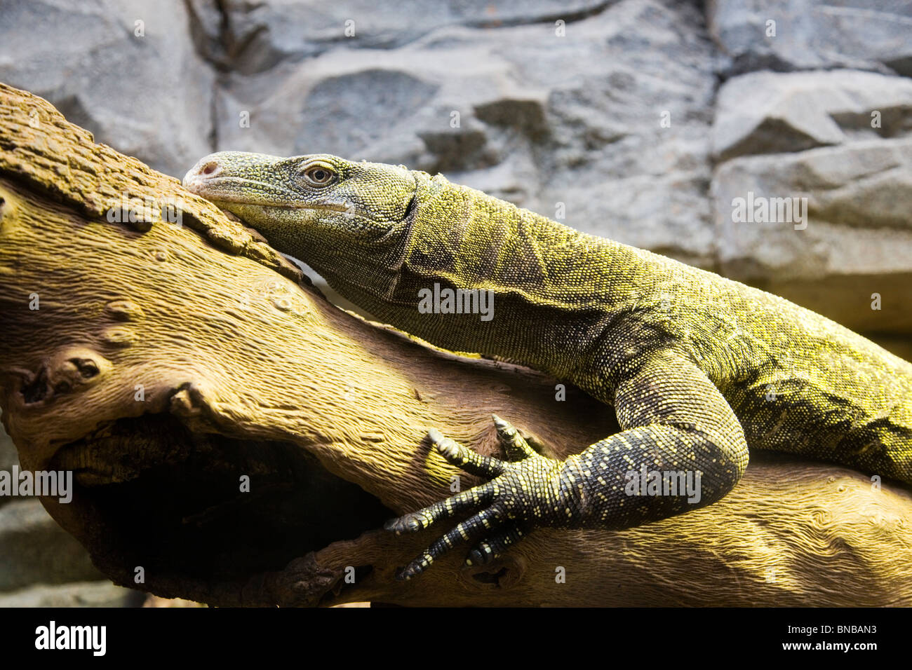 Green and yellow lizard resting in a trunk Stock Photo - Alamy