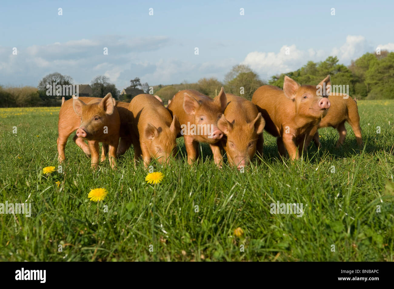Piglets cute hi-res stock photography and images - Alamy