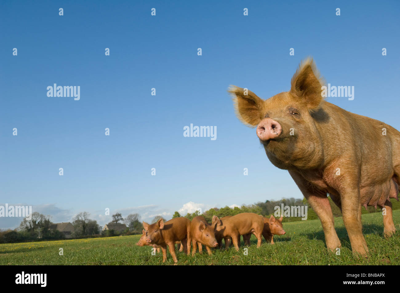 Pig in field Stock Photo - Alamy