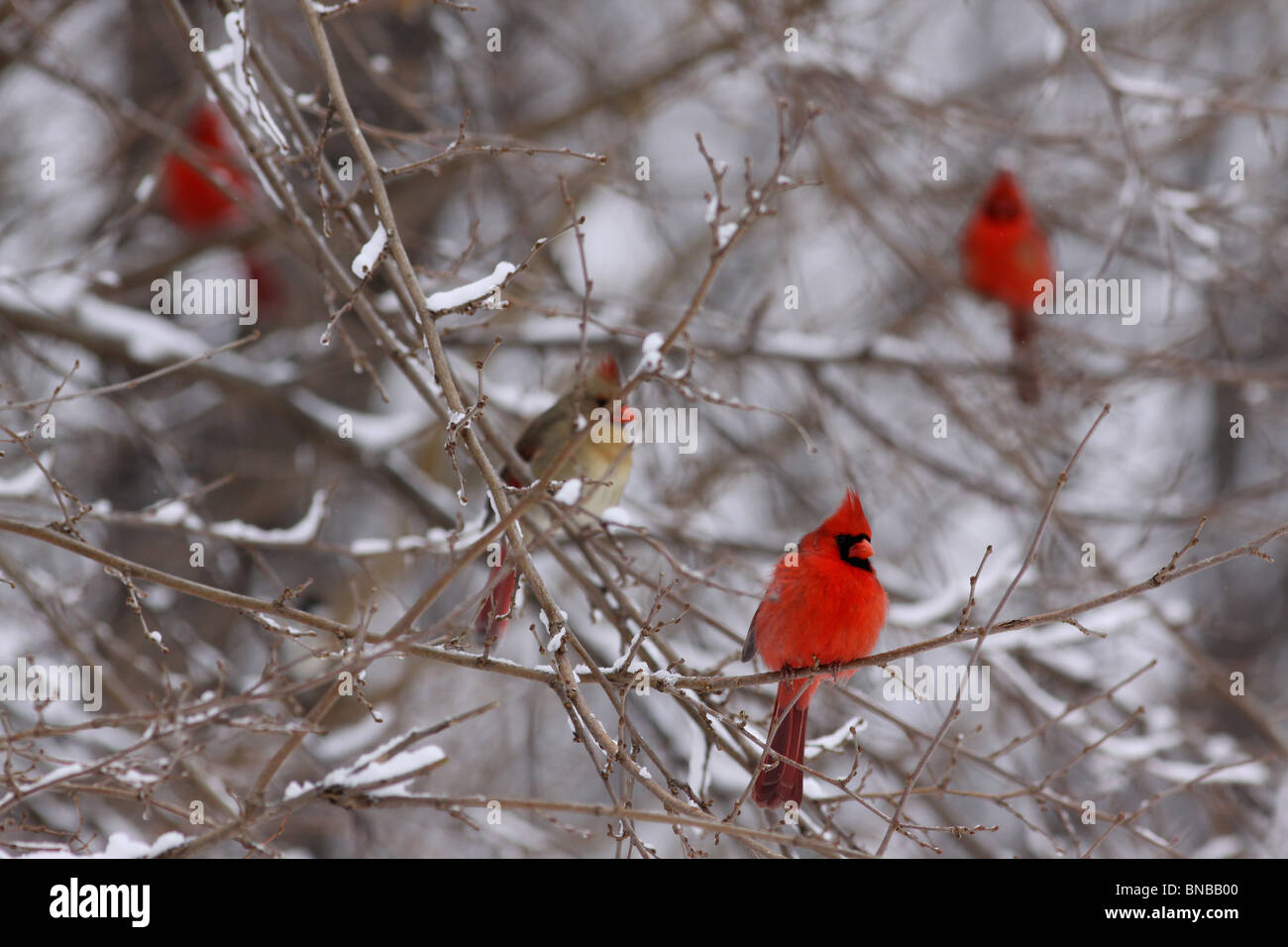 male cardinal snowy tree Stock Photo - Alamy