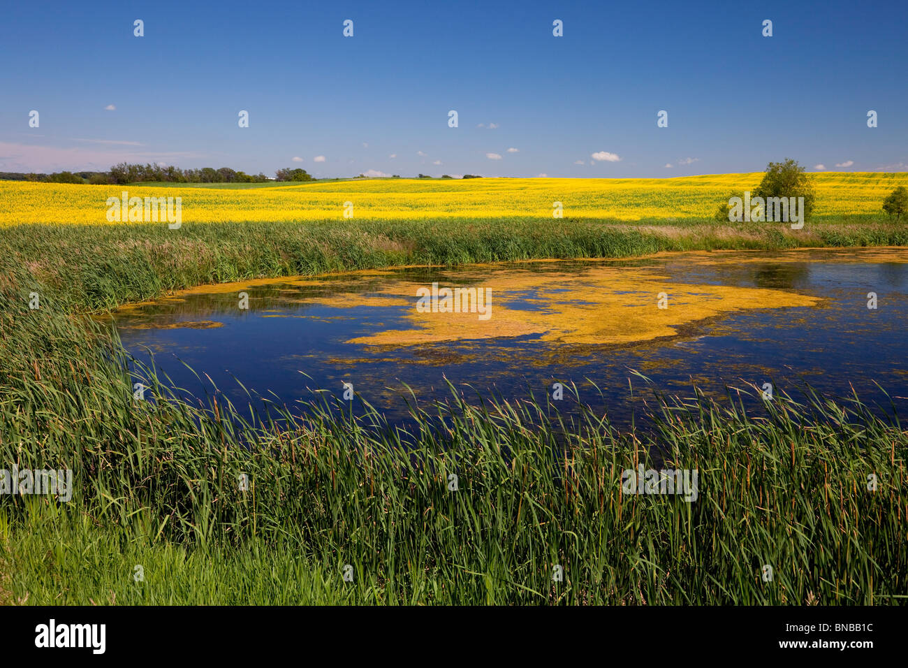 A small prairie pond with a yellow canola field in bloom near Bruxelles ...