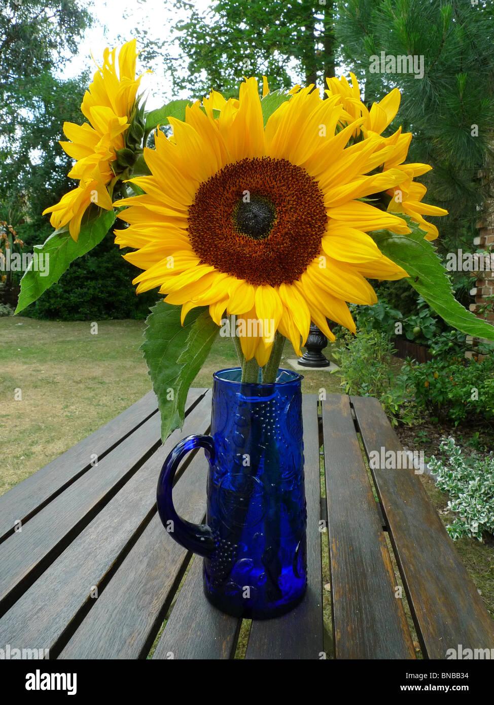 Sunflowers in a vase hi-res stock photography and images - Alamy