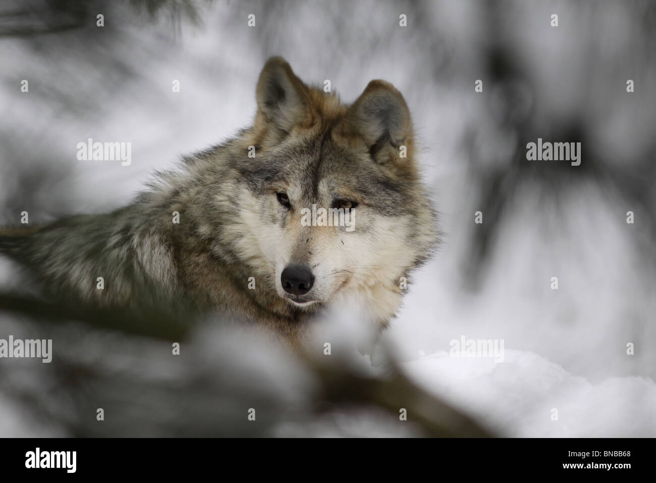 Mexican wolf gray wolf subspecies captive breeding Stock Photo - Alamy