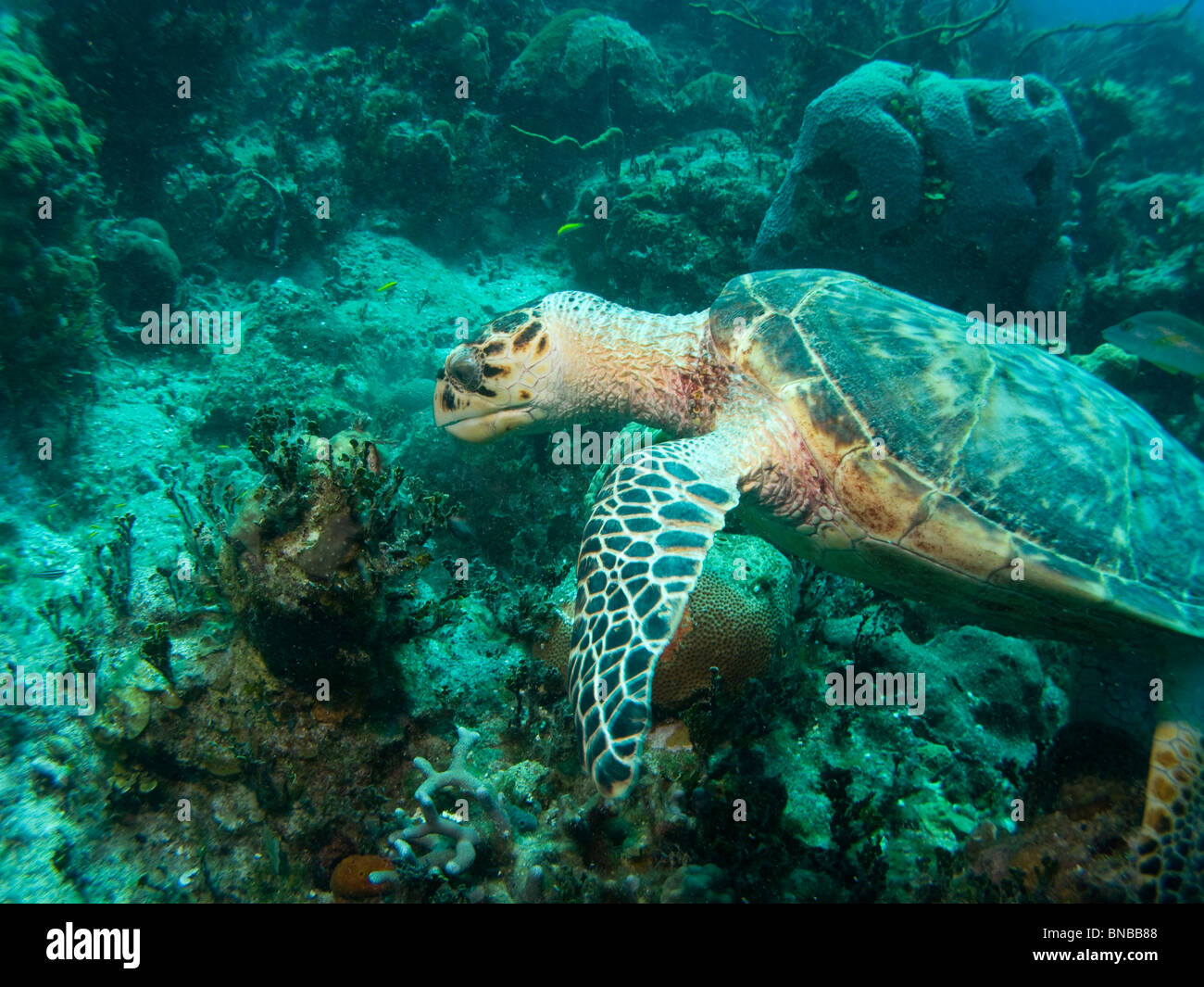 Hawksbill Turtle, Nassau, Bahamas Stock Photo - Alamy