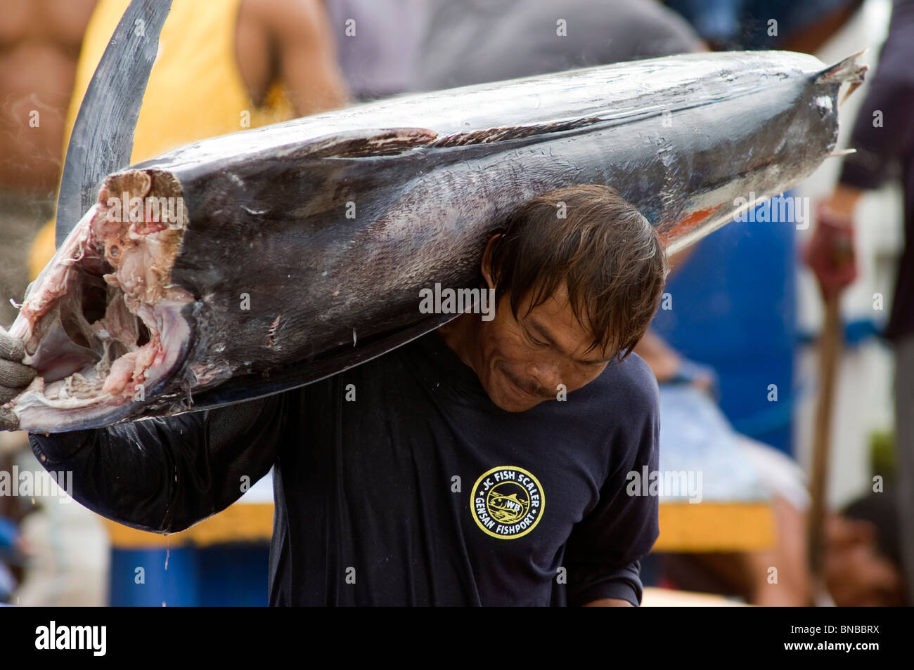 Marlin fish being hauled to market, General Santos City, Mindanao ...