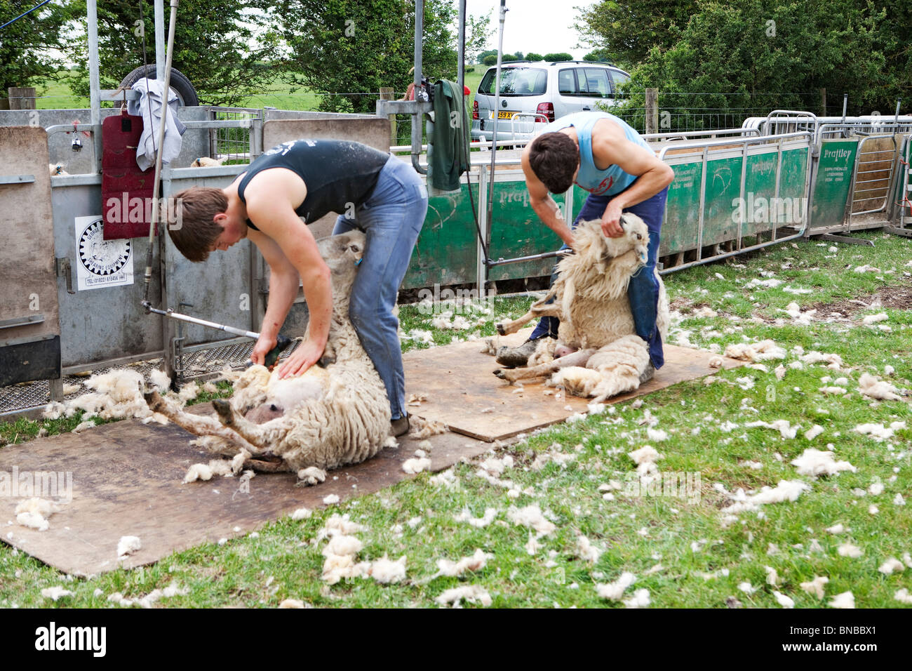 Tend sheep hi-res stock photography and images - Alamy
