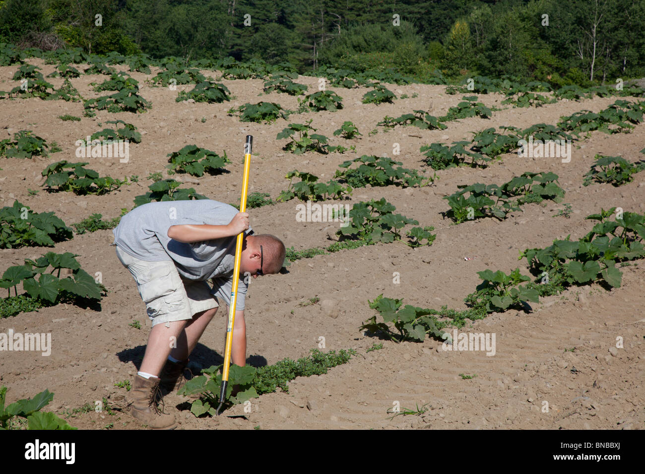Groton, Massachusetts - A farmer uses a hoe to weed a pumpkin field ...