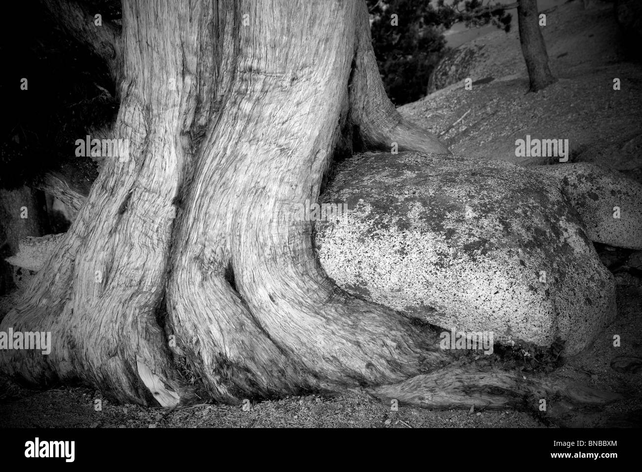 Tree growing around rock Black and White Stock Photos & Images - Alamy