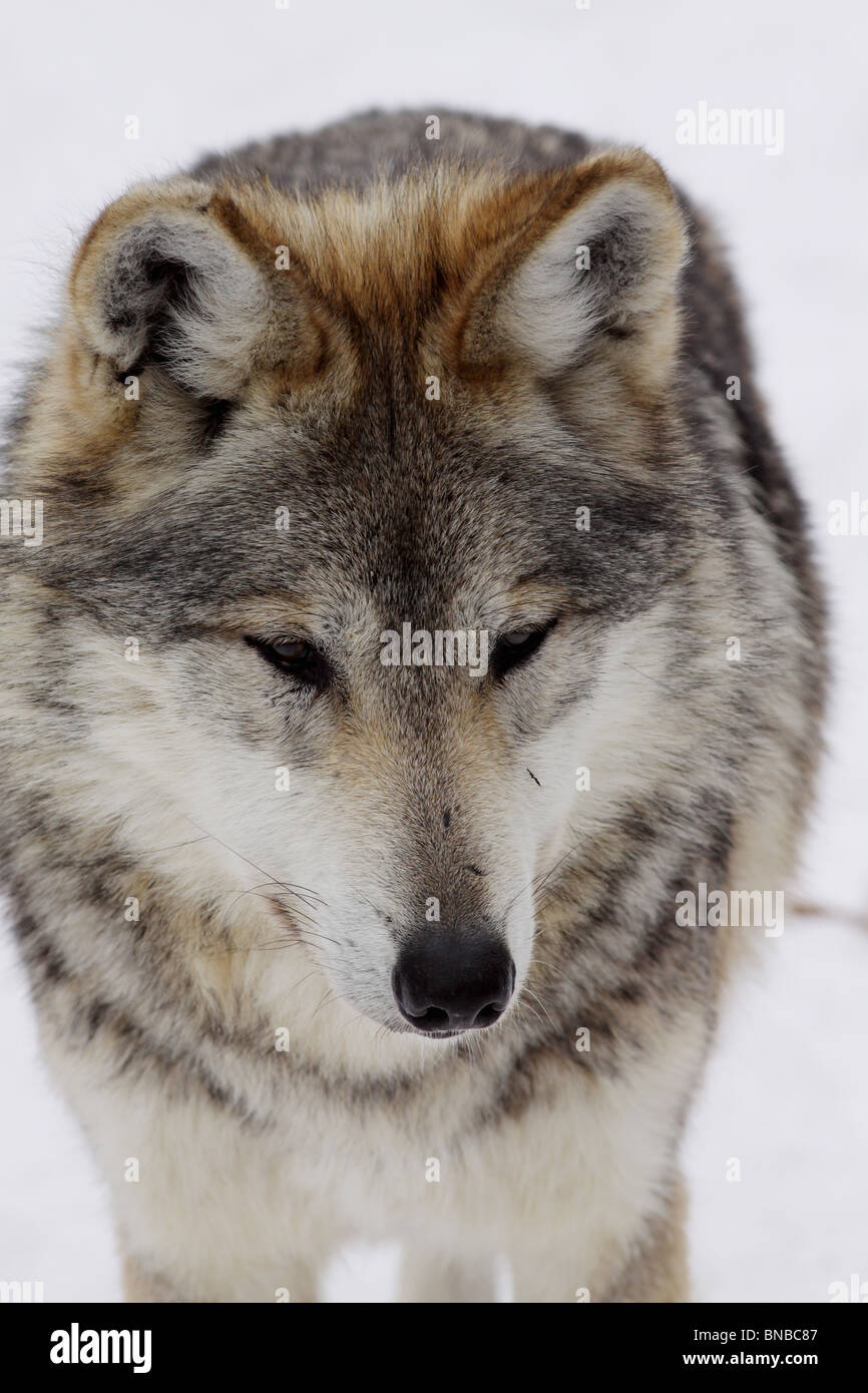Mexican wolf gray wolf subspecies captive breeding Stock Photo - Alamy