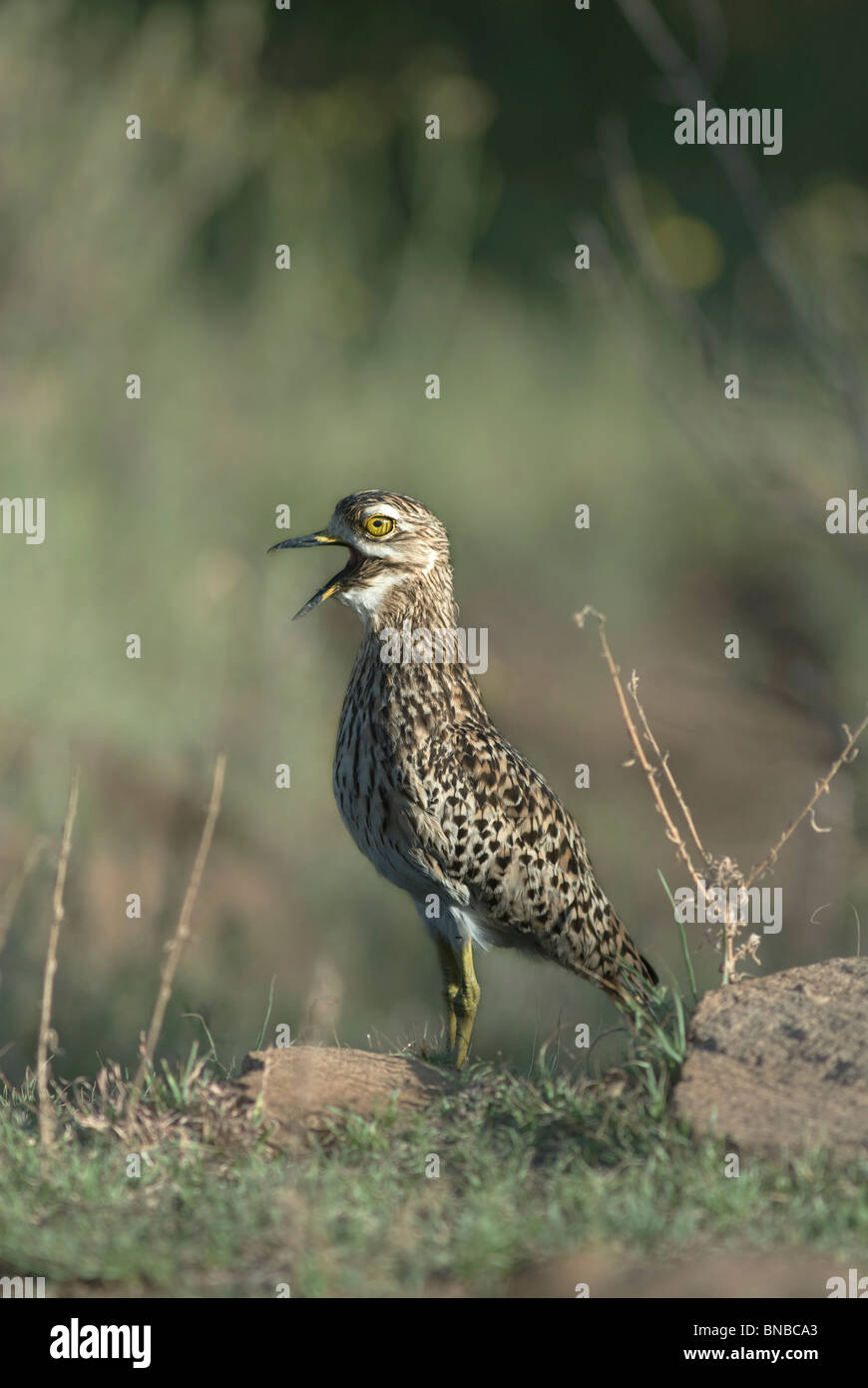 Close-up of a Spotted Thick-Knee (Burhinus capensis) standing at the ...