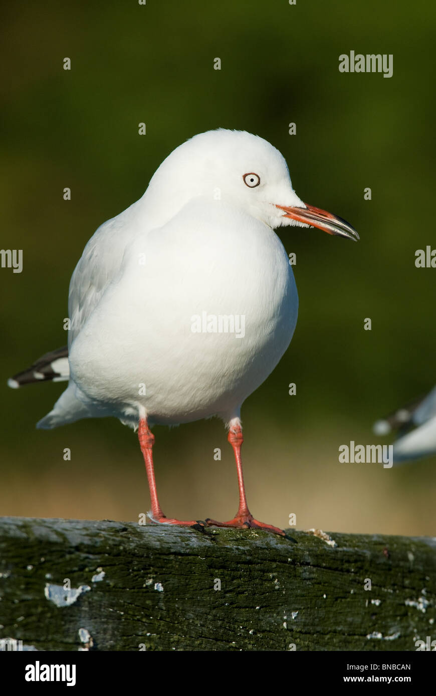 Red Billed Gull Chroicocephalus scopulinus New Zealand Stock Photo - Alamy