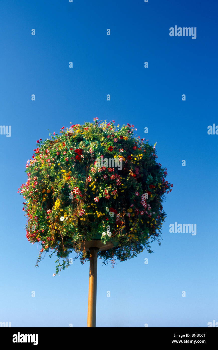 Abu Dhabi UAE Corniche Tree Made With Potted Flowers Stock Photo - Alamy