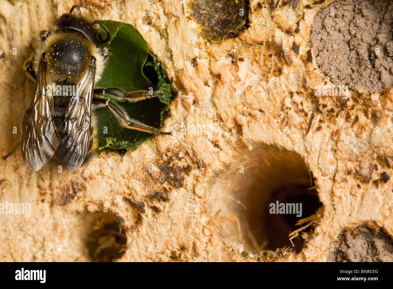 leafcutter bee (Megachile sp Stock Photo - Alamy