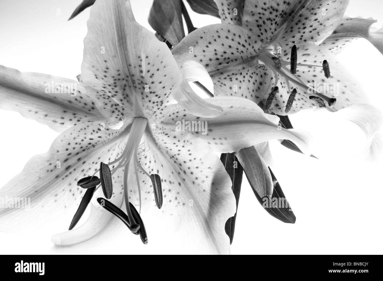 Tiger lily. Oregon Stock Photo - Alamy