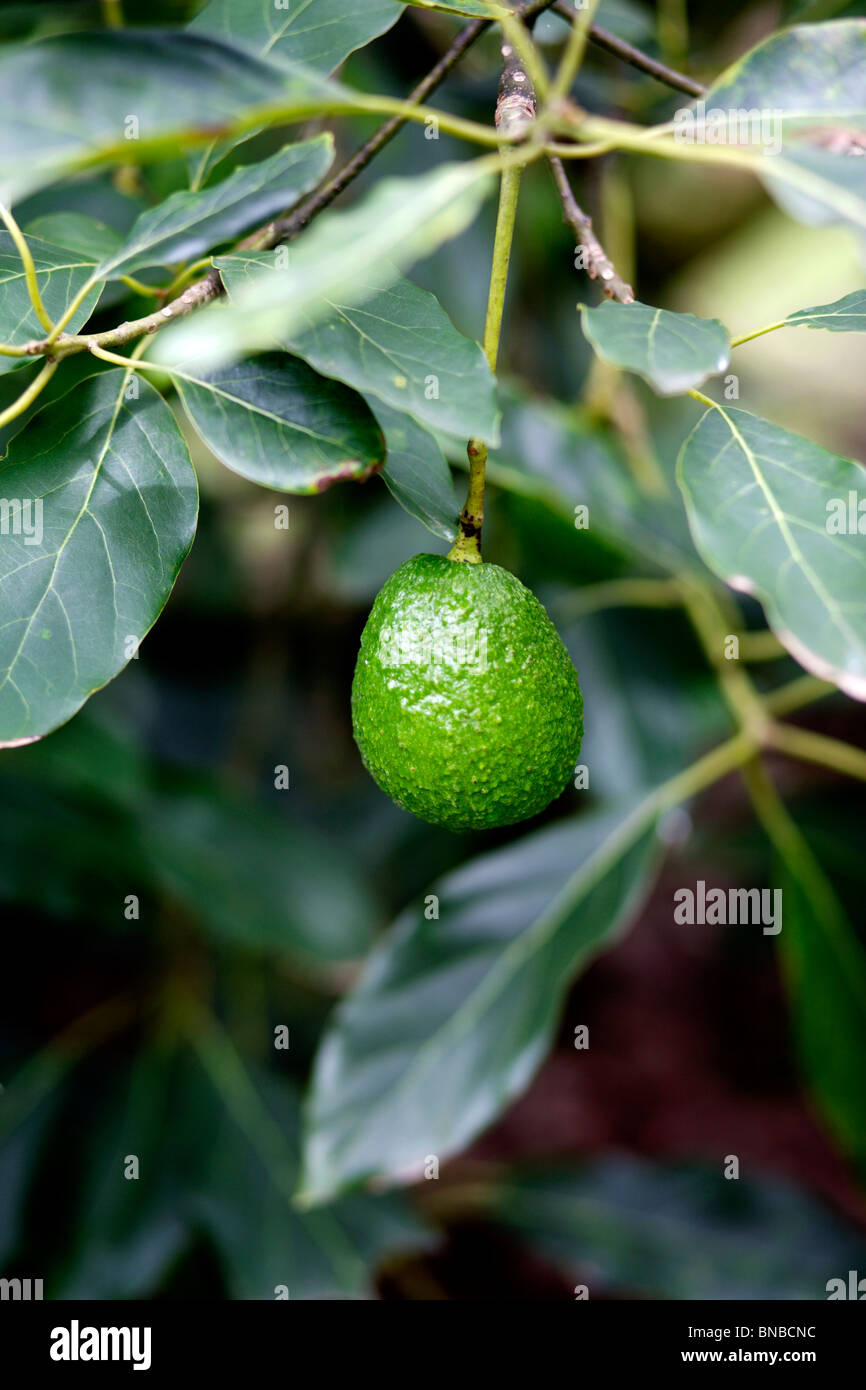 Avocado (Persea americana) growing on a tree on a plantation in ...