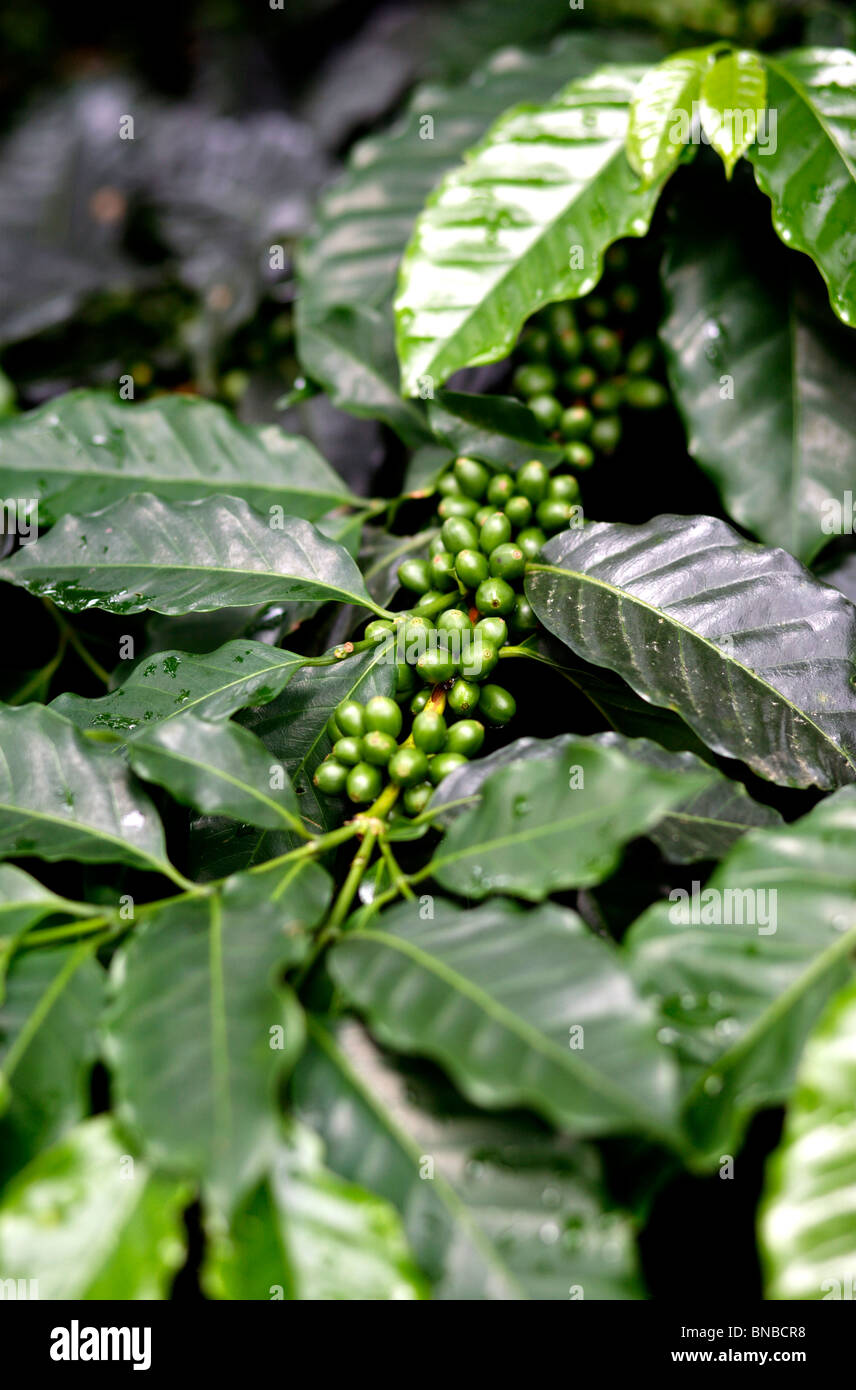 Green coffee berries on a coffee tree in Guatemala Stock Photo - Alamy