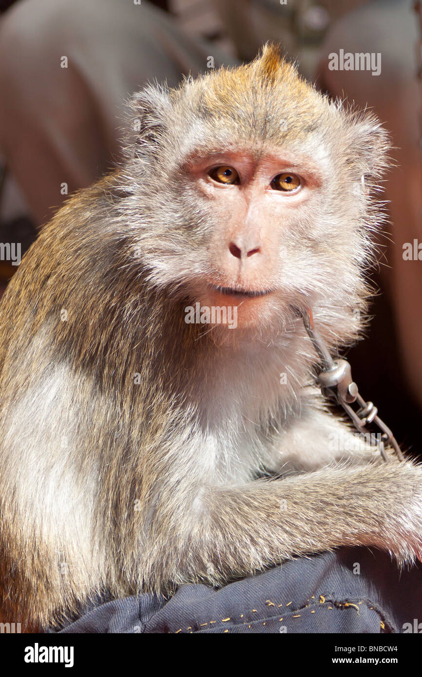 Pet monkey hi-res stock photography and images - Alamy