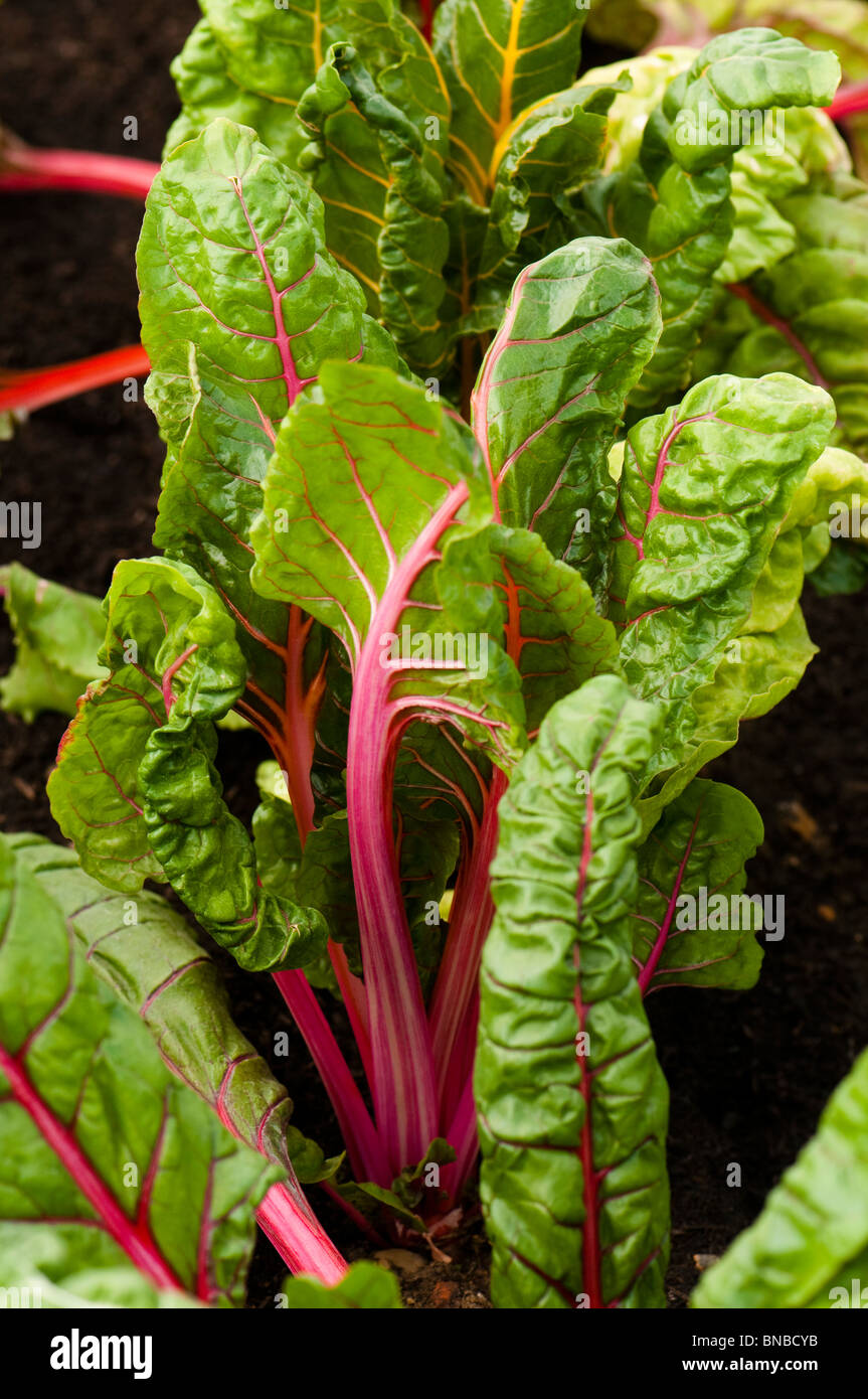 Leaf Beet 'Bright Lights' growing at Hampton Court Palace Flower Show ...