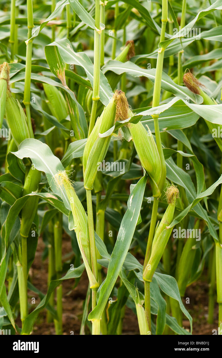 Sweetcorn growing garden hi-res stock photography and images - Alamy