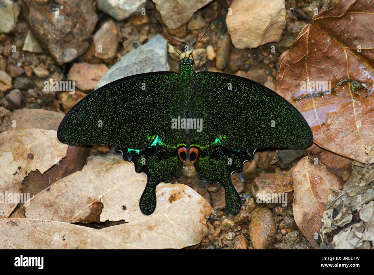 Emerald Swallowtail (Papilio palinurus) butterfly Stock Photo - Alamy