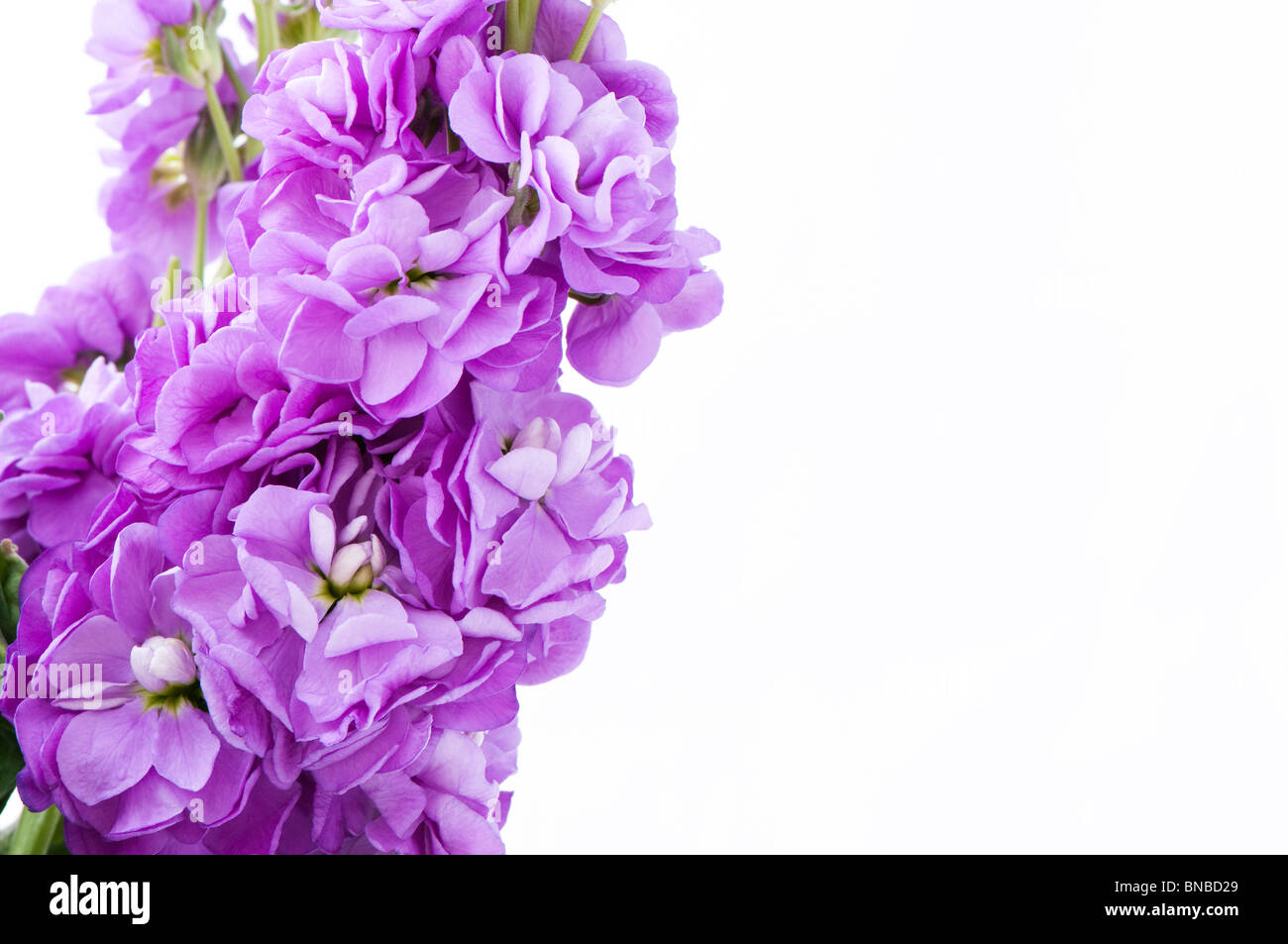 Stocks Flowers High Resolution Stock Photography and Images - Alamy